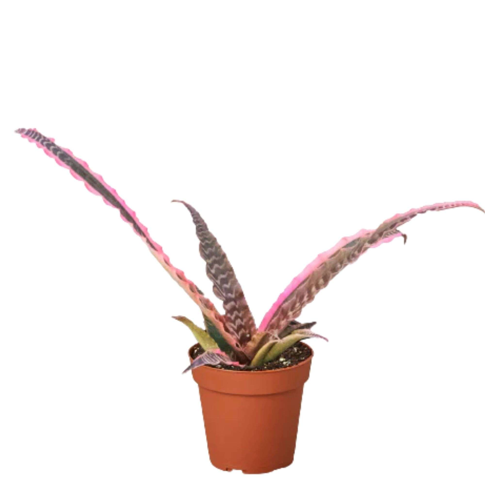Cryptanthus Elaine Live Plant for Indoor | Different Houseplants in 4 ...