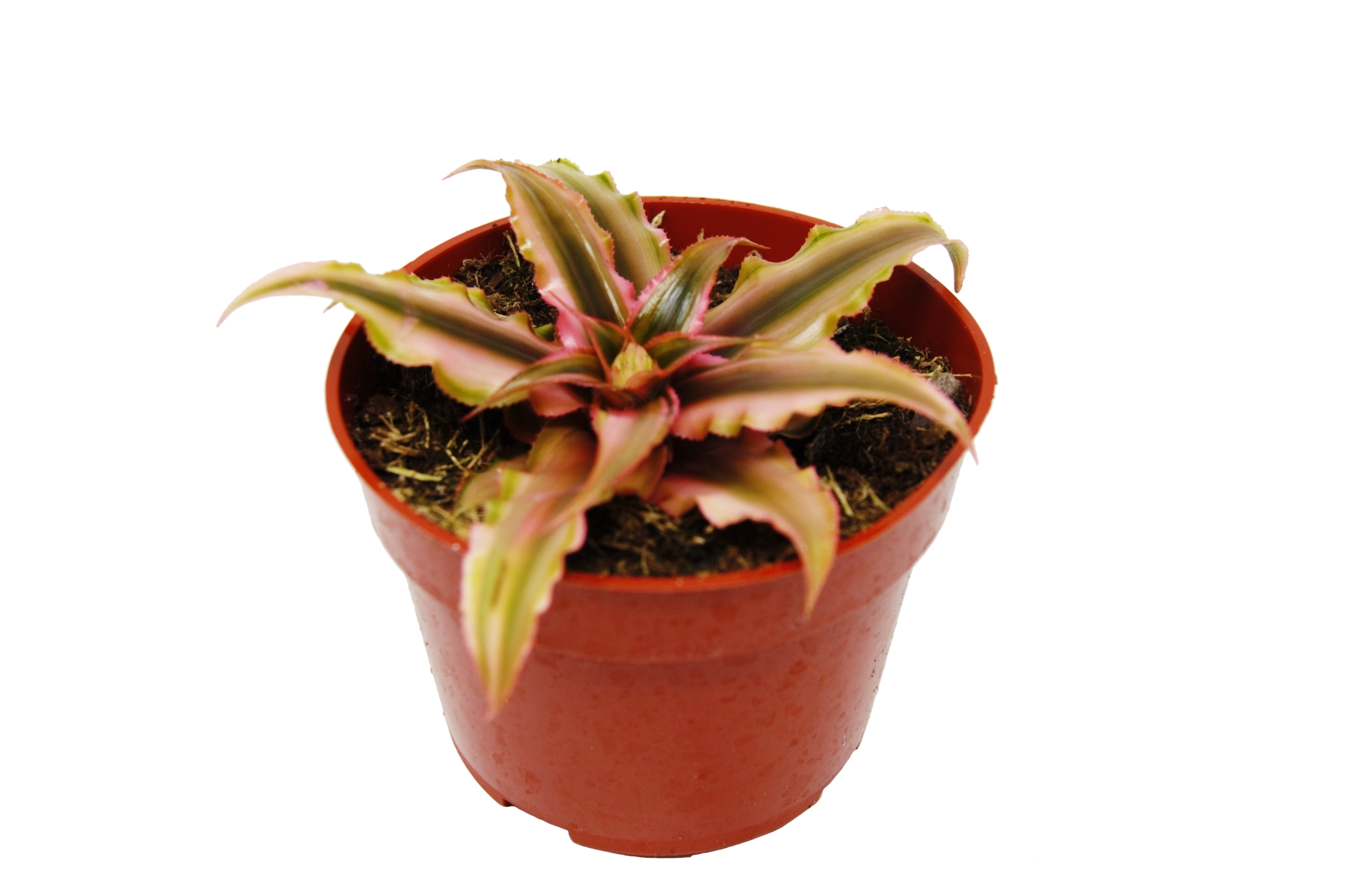 Cryptanthus 'Pink Star' - 4" Pot - Walmart.com