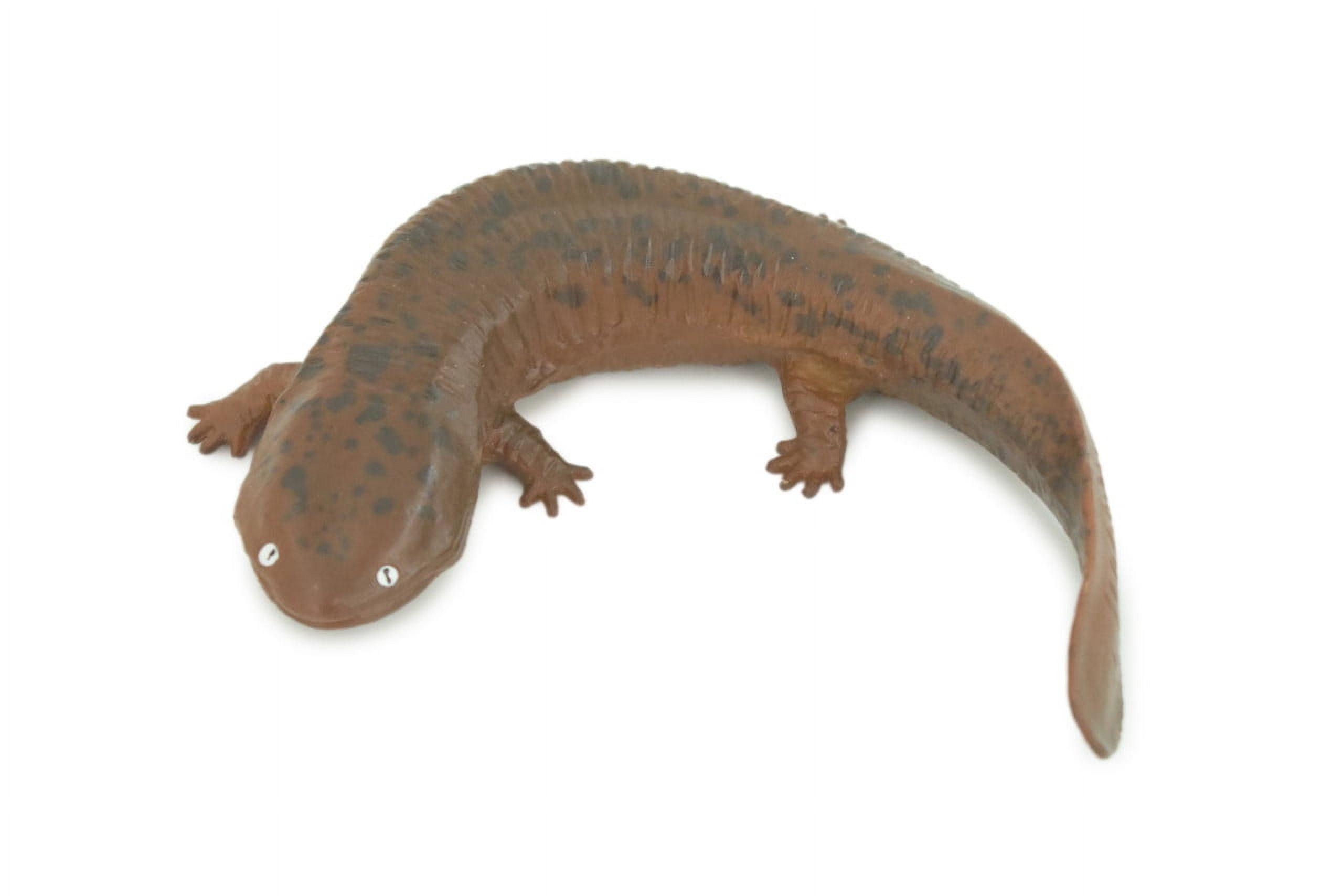 Cryptobranchoidea, Giant Salamander, Hand Painted, Museum Quality ...