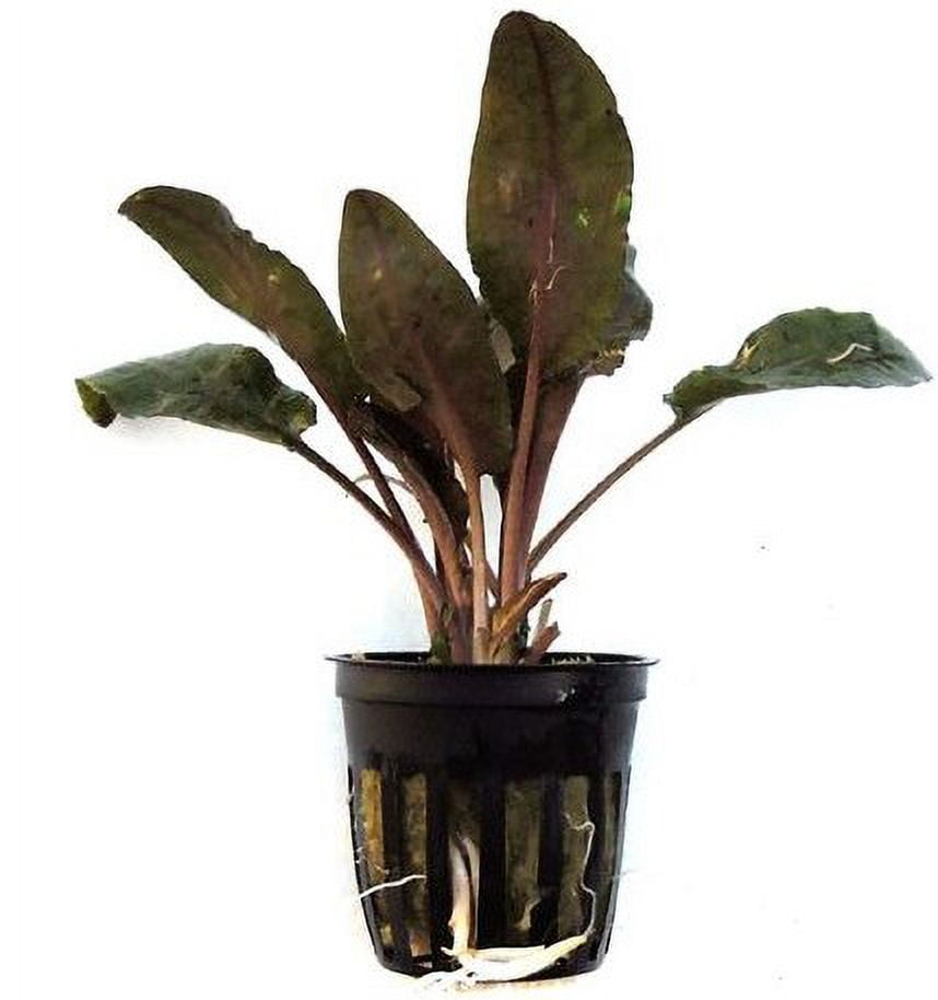 Cryptocoryne Bronze Tropica (Cryptocoryne wendtii) aquarium plant ...