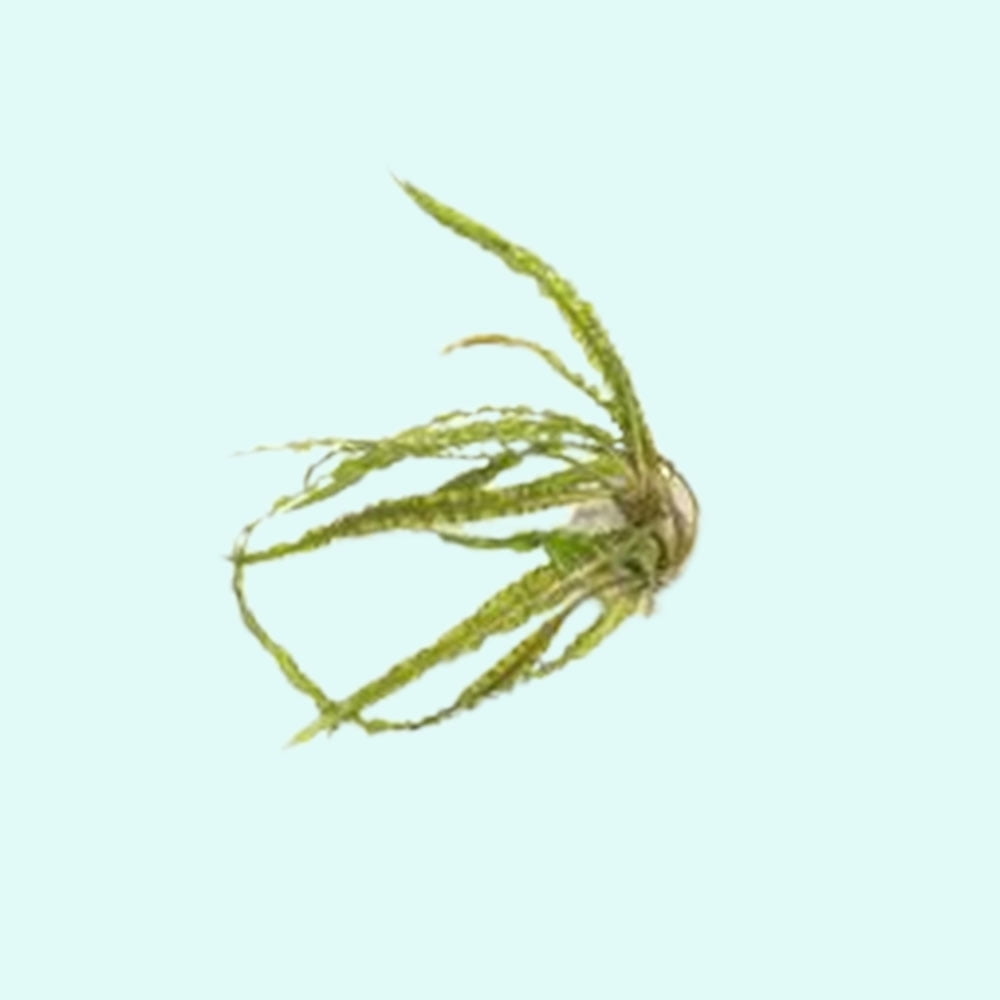 Cryptocoryne Crypt Balansae Live Aquarium Plant - Perfect at Moderate ...