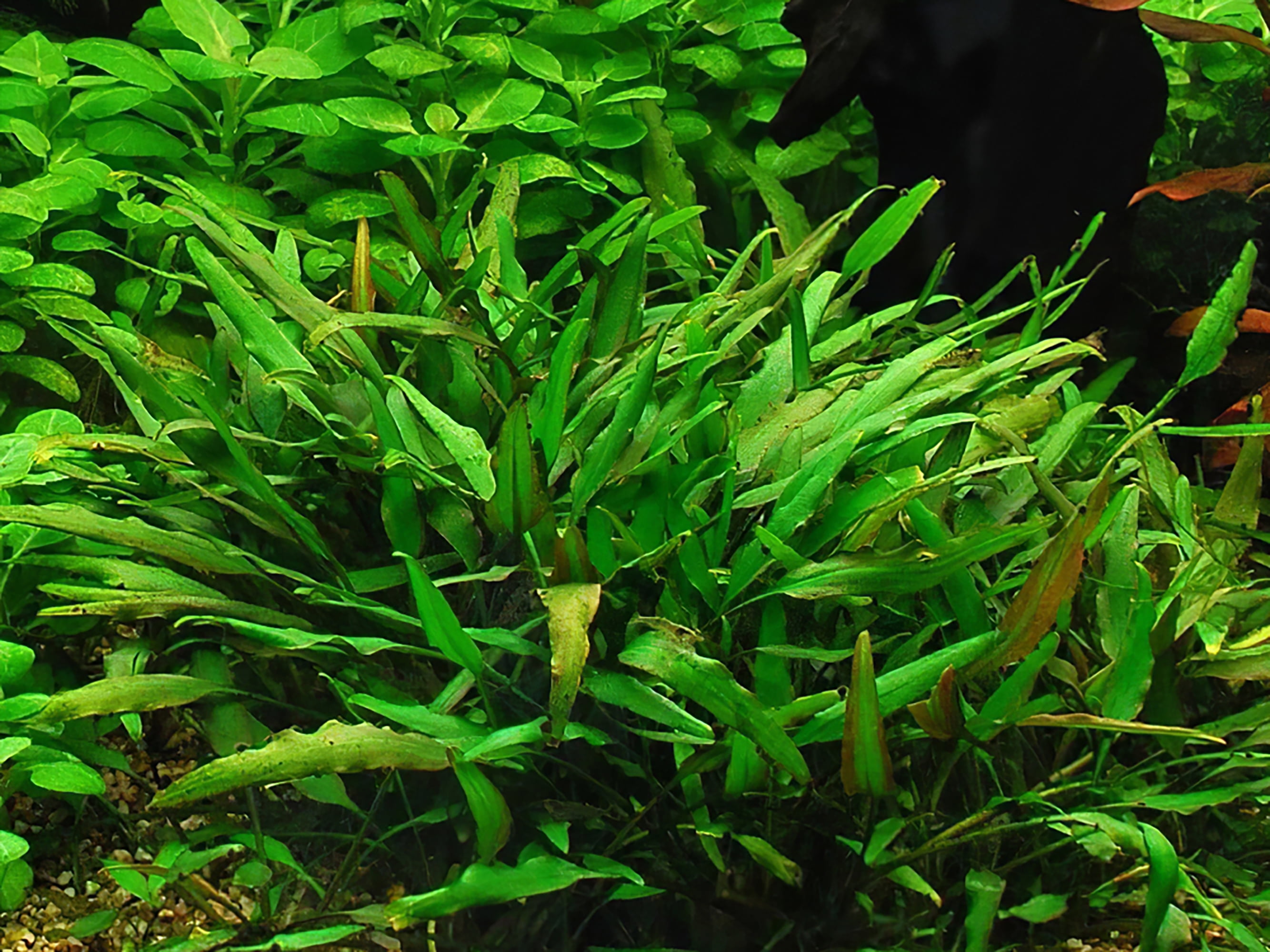 Cryptocoryne Crypt Lucens Live Aquarium Plants BUY2 GET1 FREE - Walmart.com