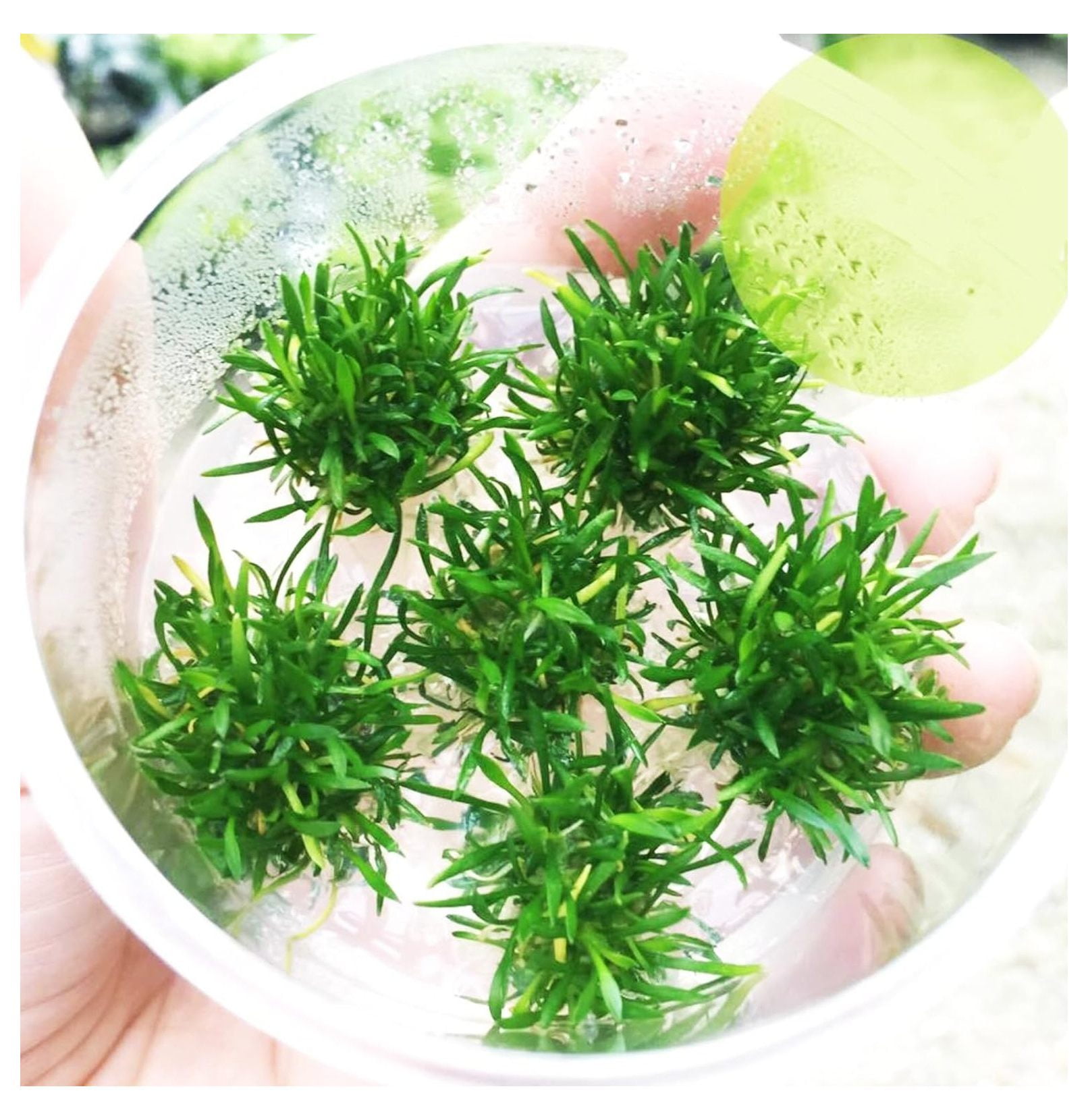 Cryptocoryne Parva Freshwater Live Aquarium Plants TC Cup Fish ...