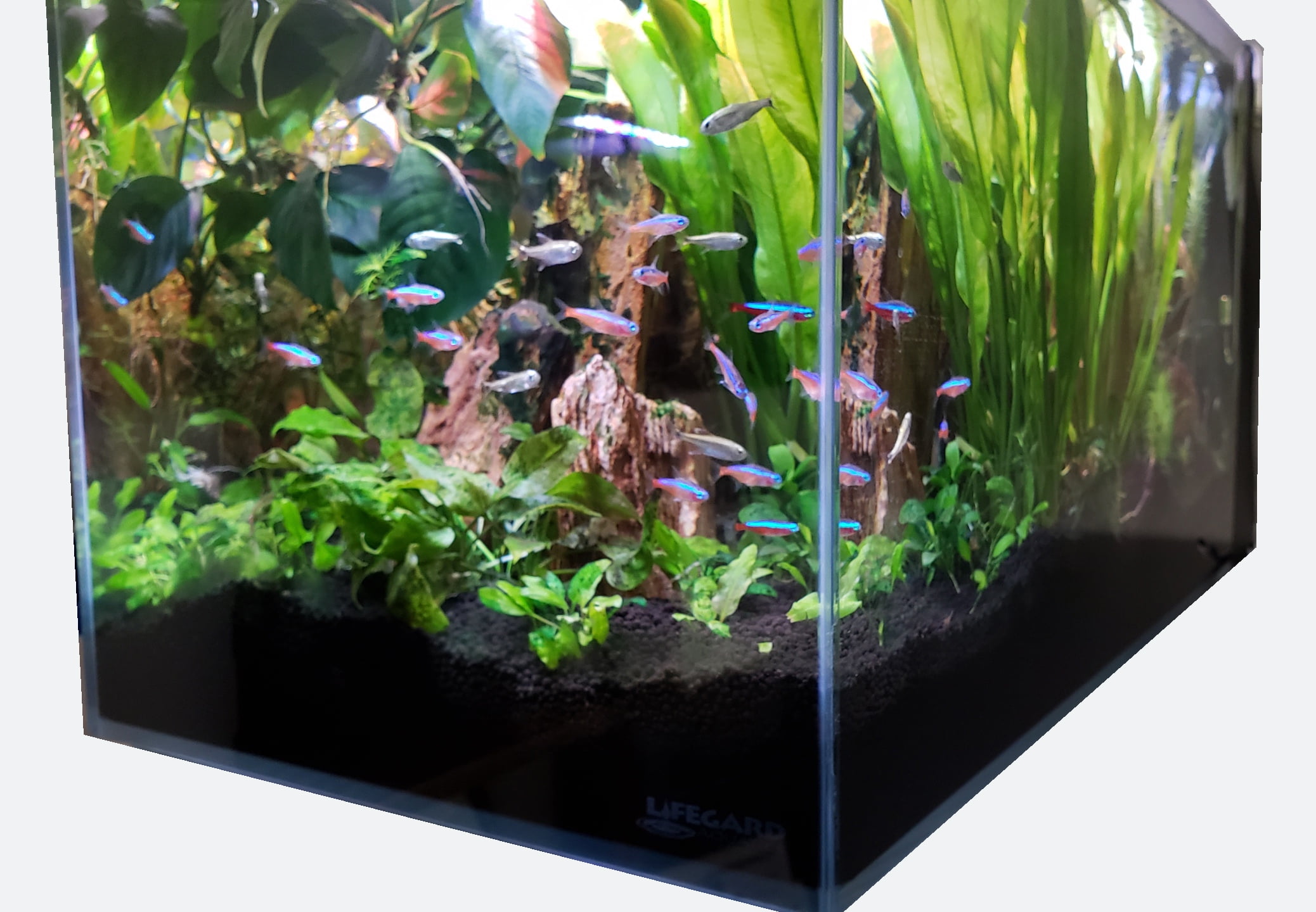 Crystal Aquarium by Lifegard Aquatics Low Iron Ultra Clear Glass 7.4 ...