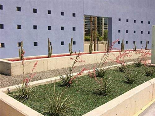 (Crystal) Blue Landscape Glass Glass - Landscaping Glass - 50 lbs ...