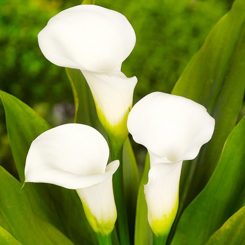 Crystal Clear Calla Lily Flower Bulbs - 3 Lilies Bulbs per Pack ...
