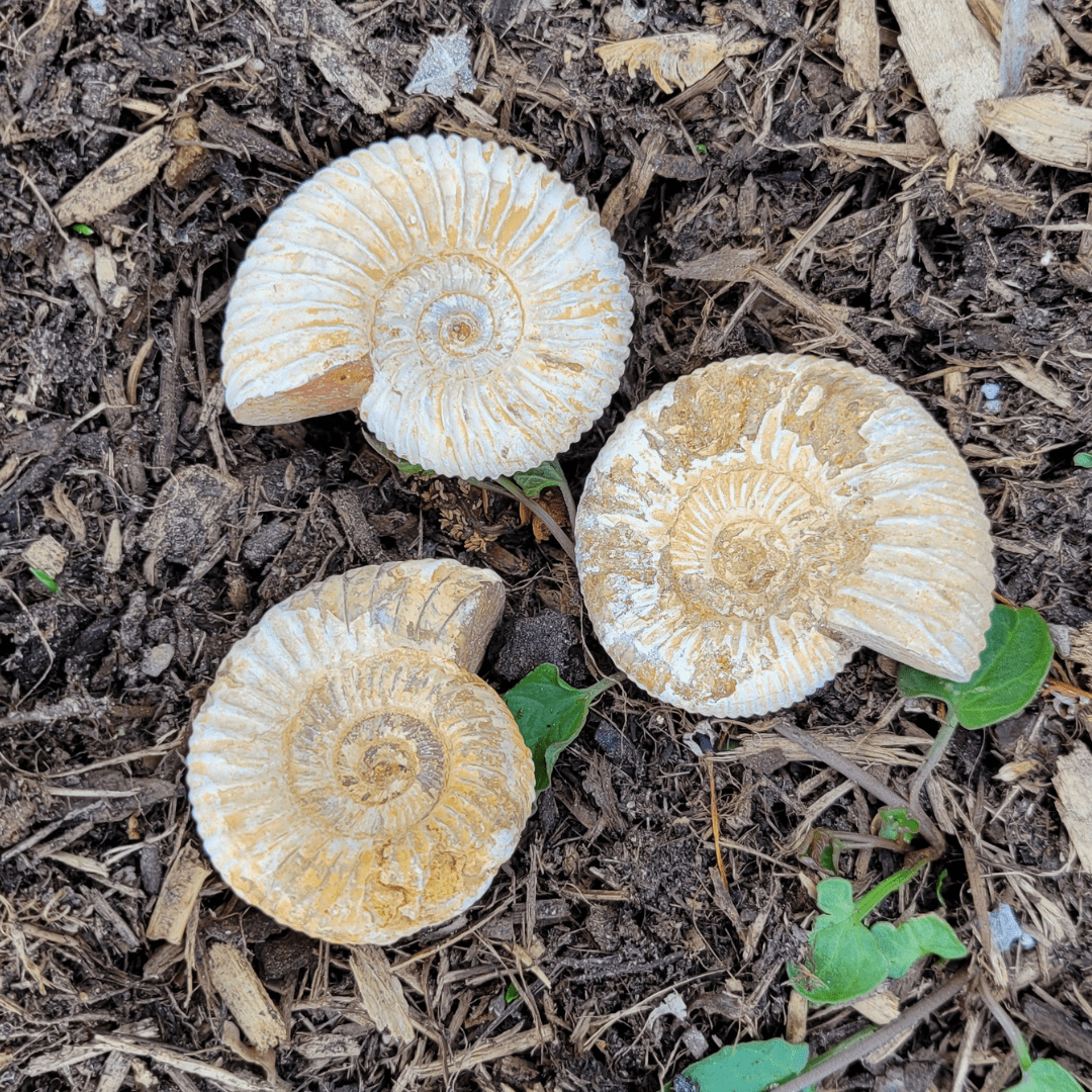 Crystal Joys White Ammonite Fossil – Madagascar 2-3" Natural Specimen ...