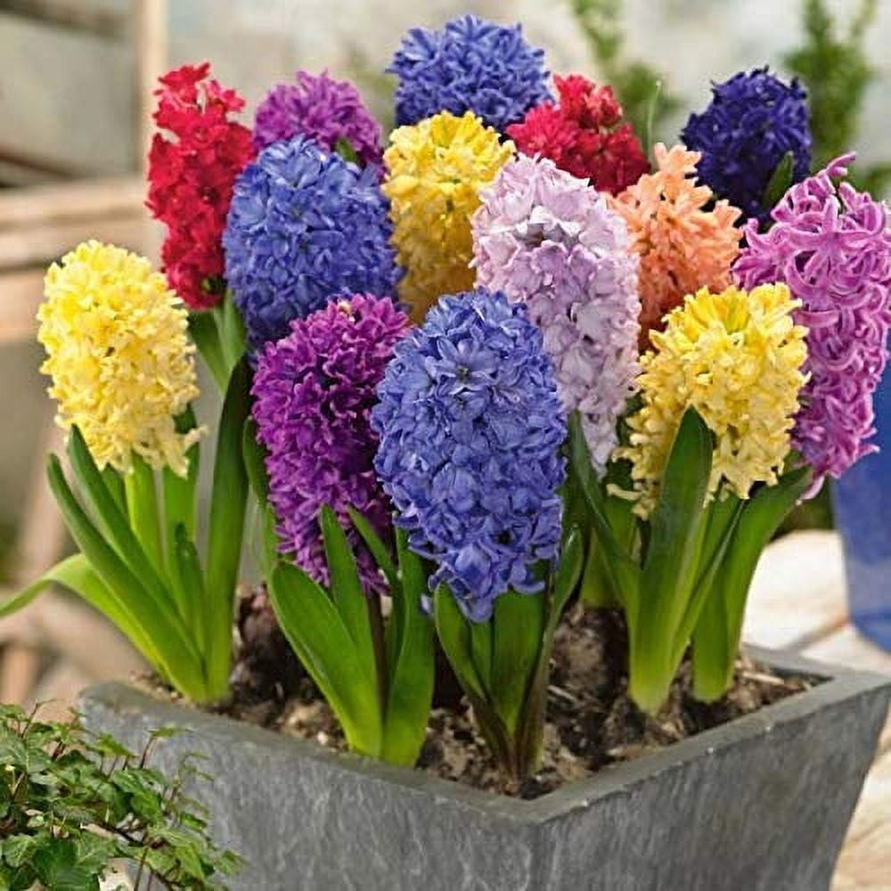 Crystal Live Green Gardening Rare Variety Hyacinth Imported Flower ...