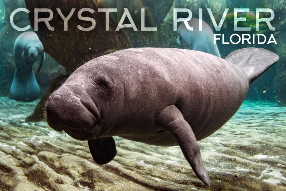 Crystal River, Florida, Manatees Underwater (36x54 Giclee Gallery Art ...