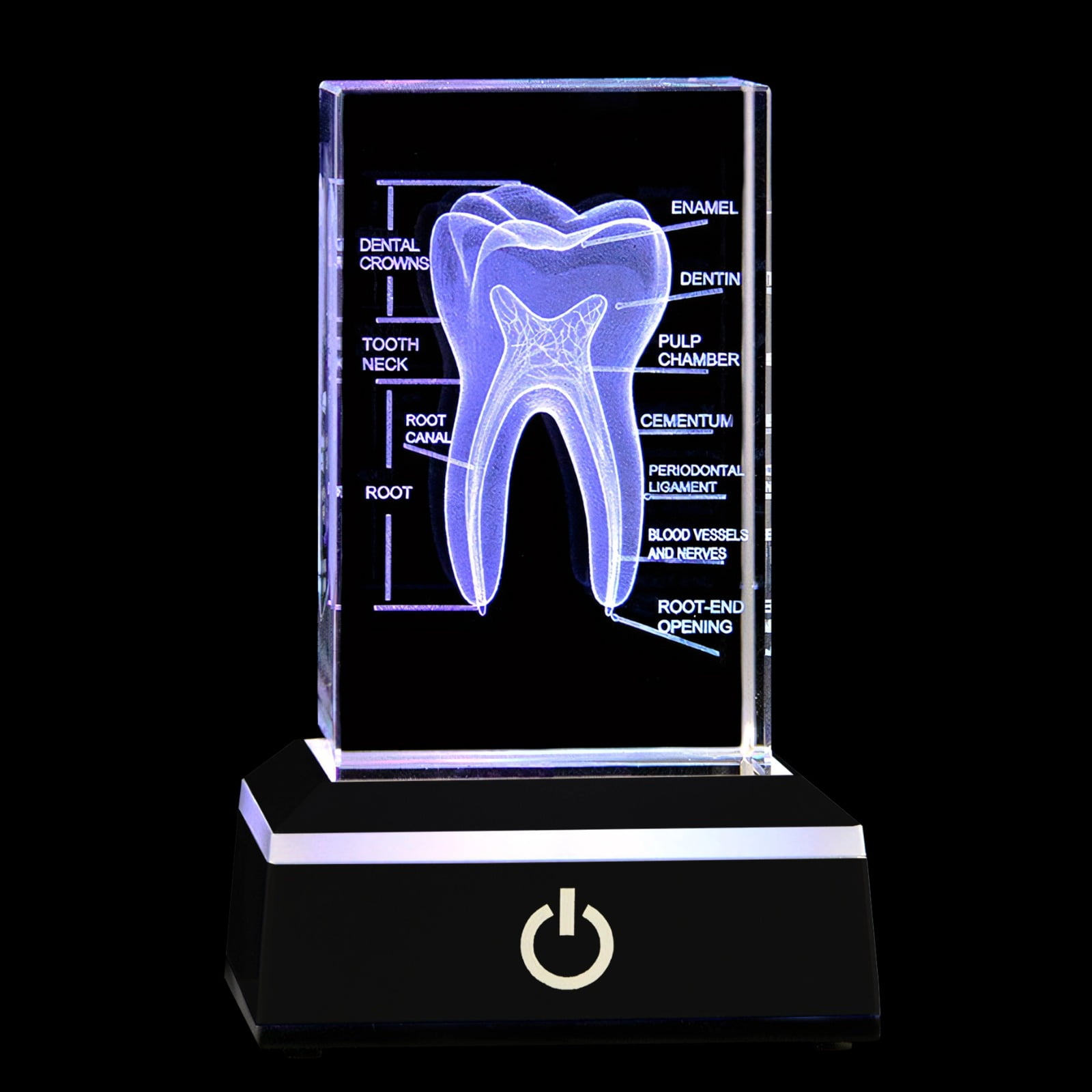 Crystal Teeth Model with Laser Engraved Dental Anatomy, 3D Dentist Gift ...