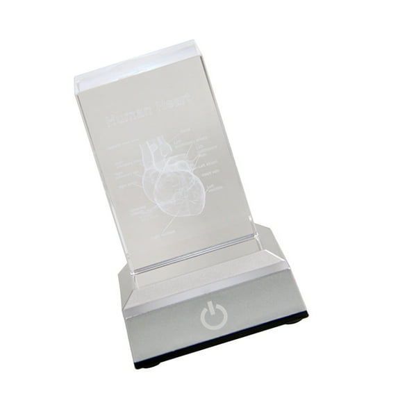 Crystal Tooth/Heart Model,3D Human Organs Anatomical Model,Lasering ...