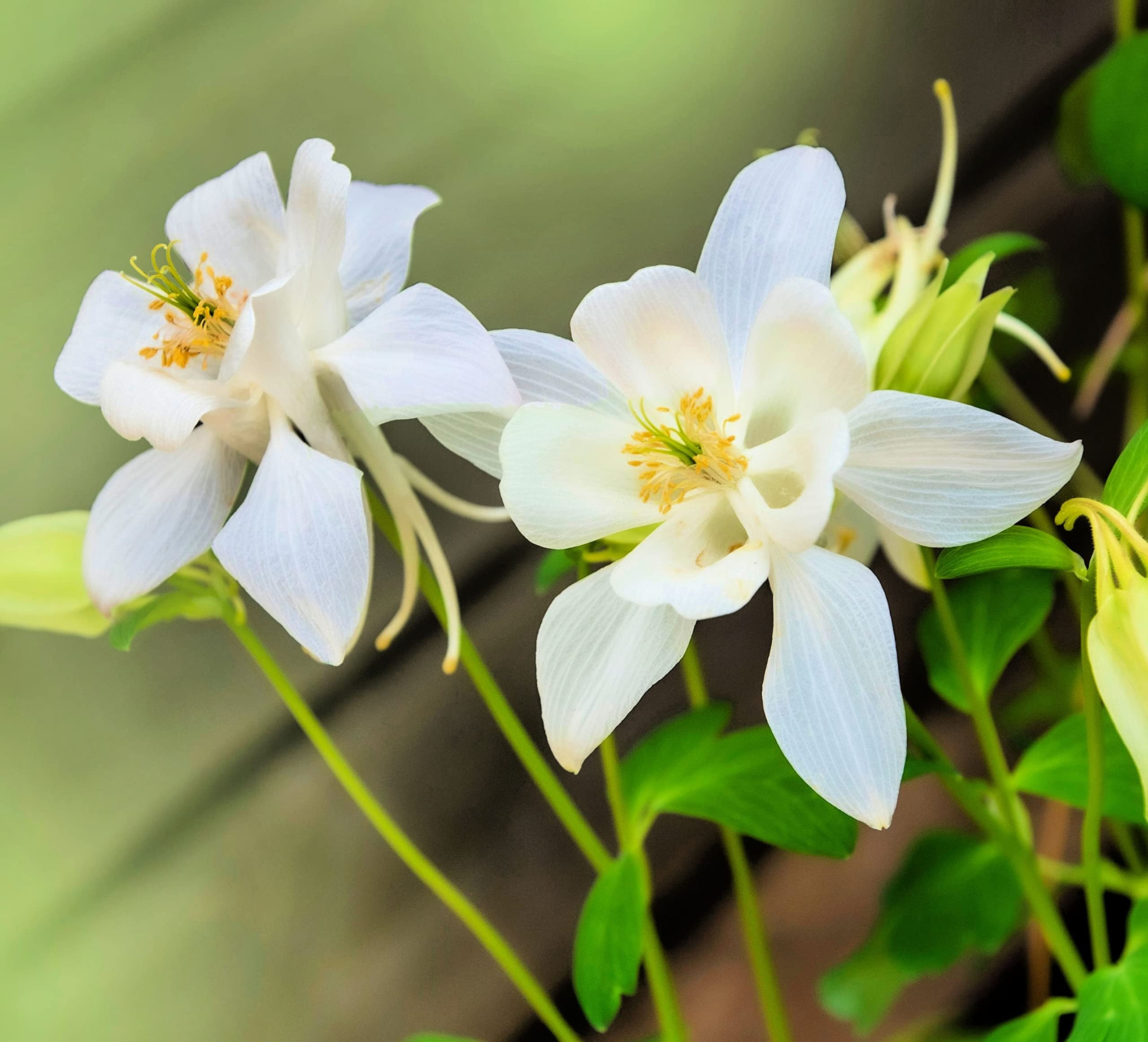 Crystal White Columbine Seeds for Planting - Vibrant White Wildflowers ...