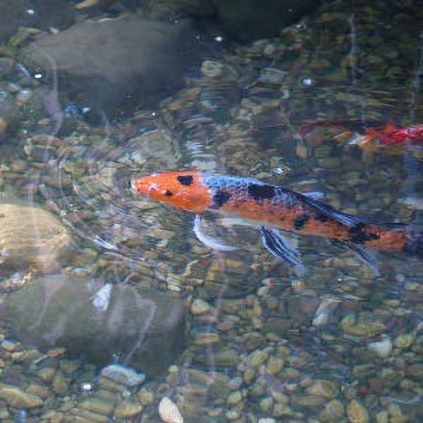 CrystalClear OneFix - Natural Water Clarifier - 32 Ounces - up to ...