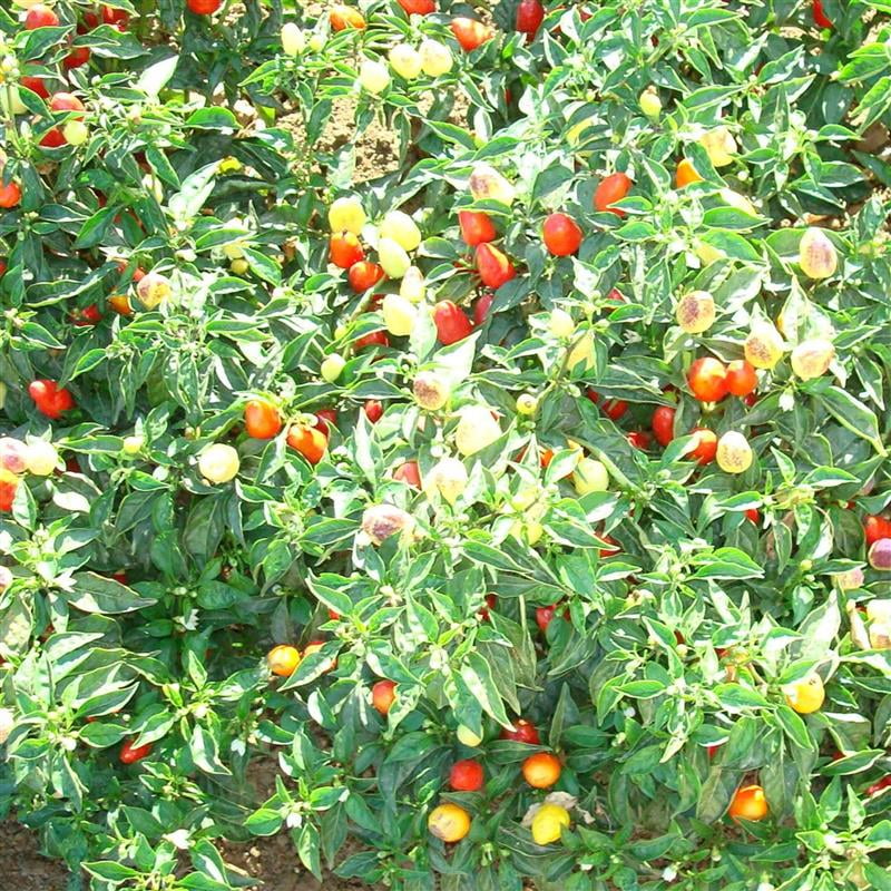 Cuban Chile Hot Pepper Seeds 1 G ~191 Seeds – High-Yield, Spicy ...