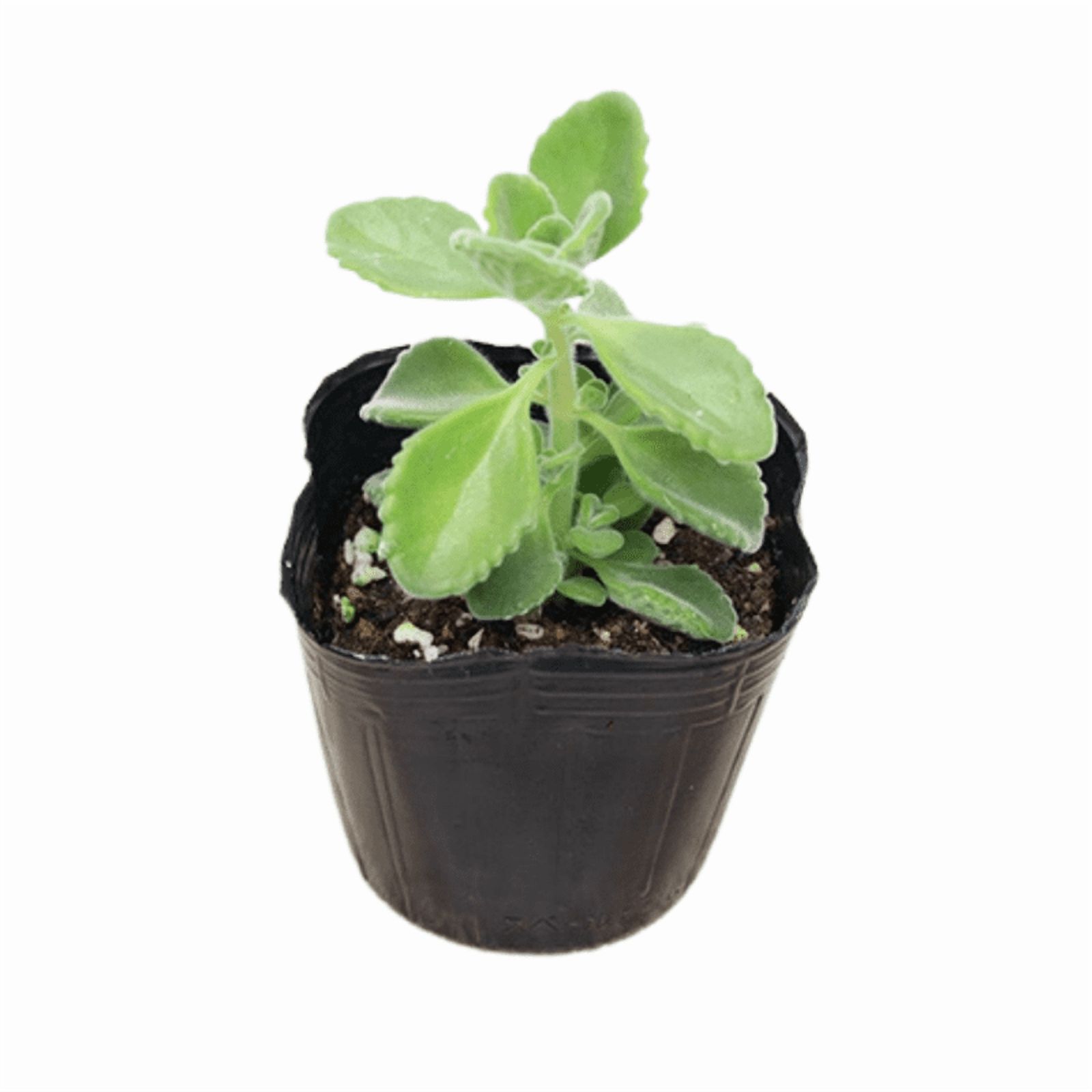 Cuban Oregano Live Plant, 4 - 7 Inches Tall, Spanish Thyme Herbs for ...