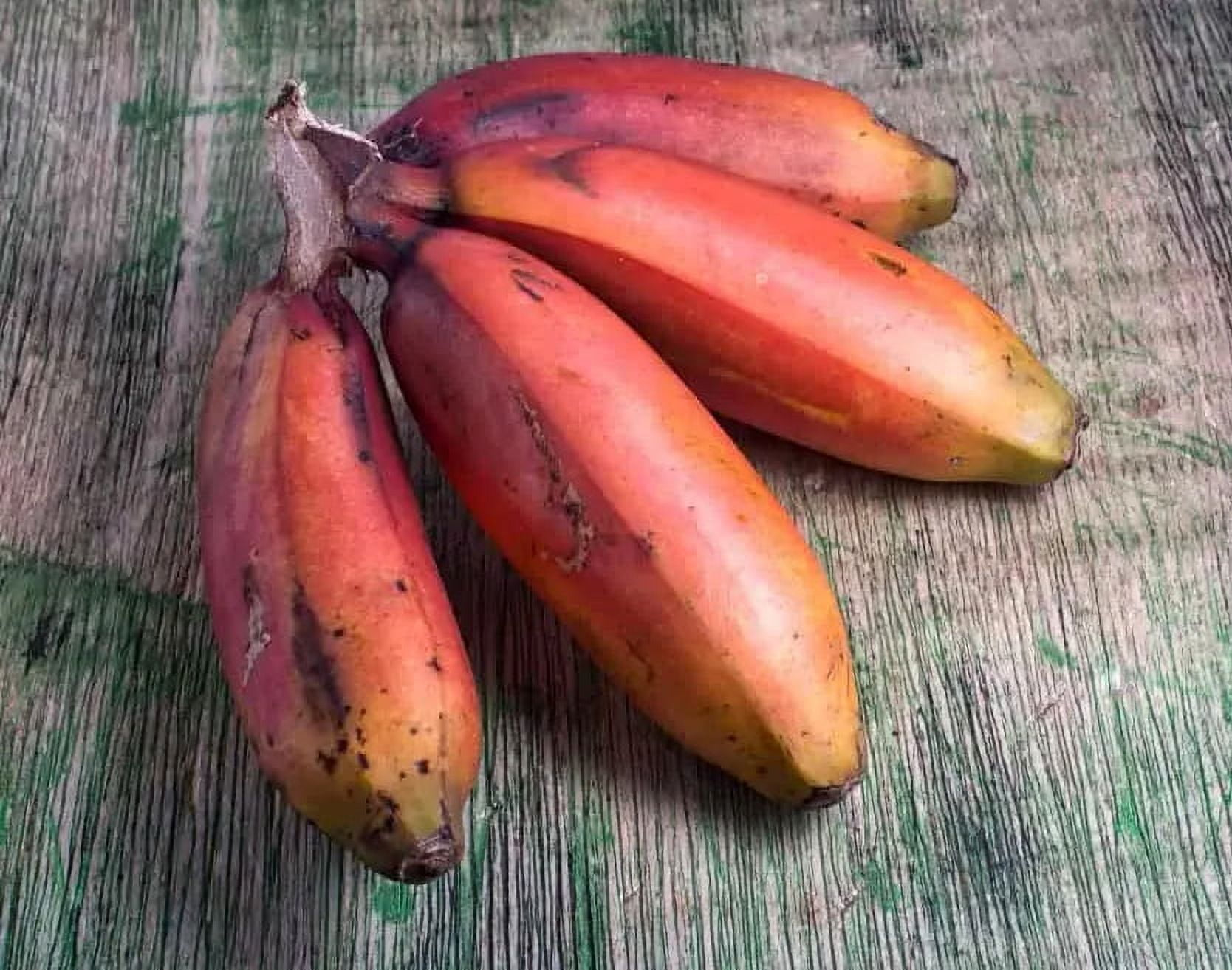 Cuban Red Banana - Live Plant - Walmart.com