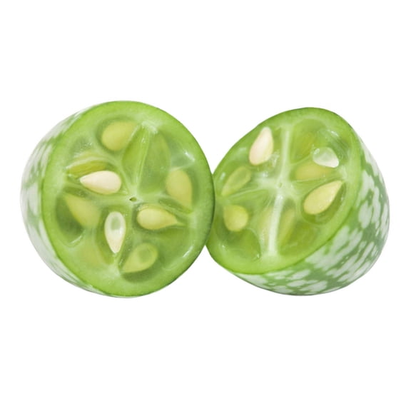 Mini Cucumber Plants