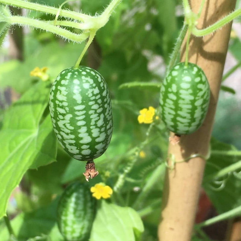 Cucamelon Live Plant in 4 Inch Pot, Cucamelon Mini Watermelon ...