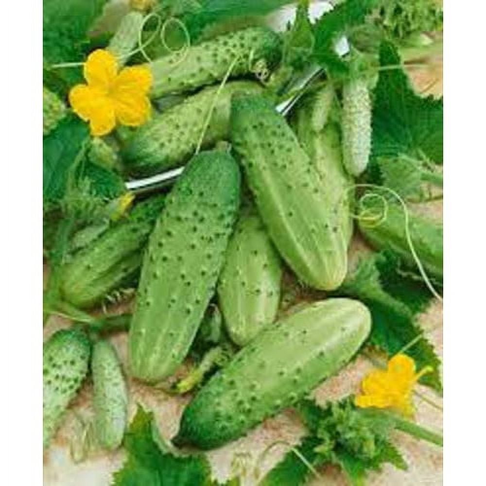Seed Kingdom 150 Boston Pickling Cucumber Plant Seeds, Heirloom ...