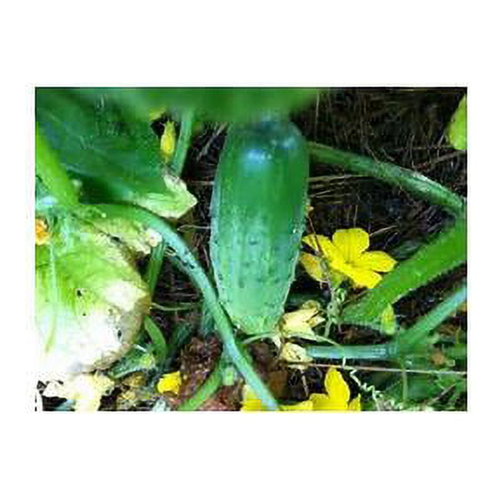Cucumber Carolina F1 Hybrid Great Garden Vegetable By Seed Kingdom BULK ...