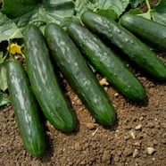 Harris Seeds - Squash Seeds Jester Variety Oval Shaped Green - 1 Oz ...