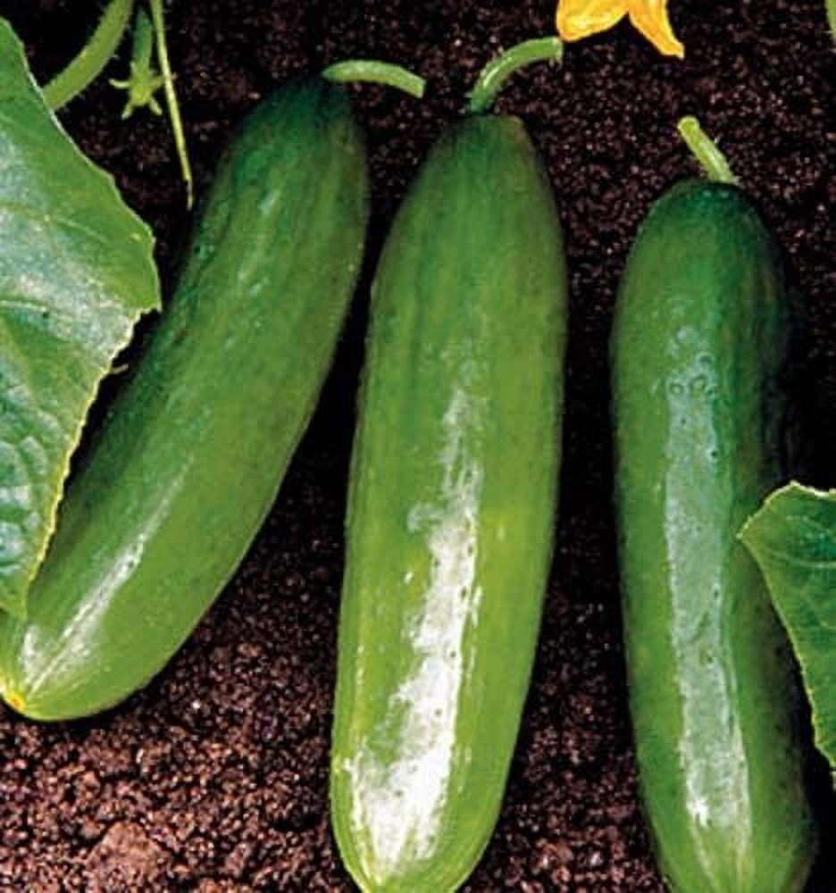 Seed Kingdom 10 Diva Hybrid Cucumber Plant Seeds, High Yields - Walmart.com