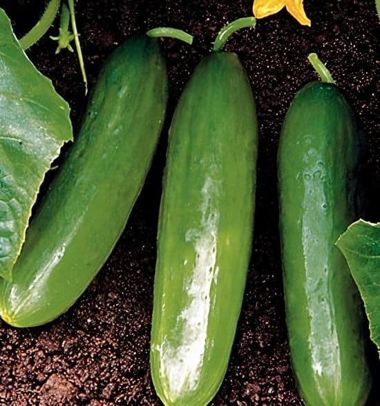 Cucumber Diva Hybrid Great Vegetable by Seed Kingdom 100 Seeds ...