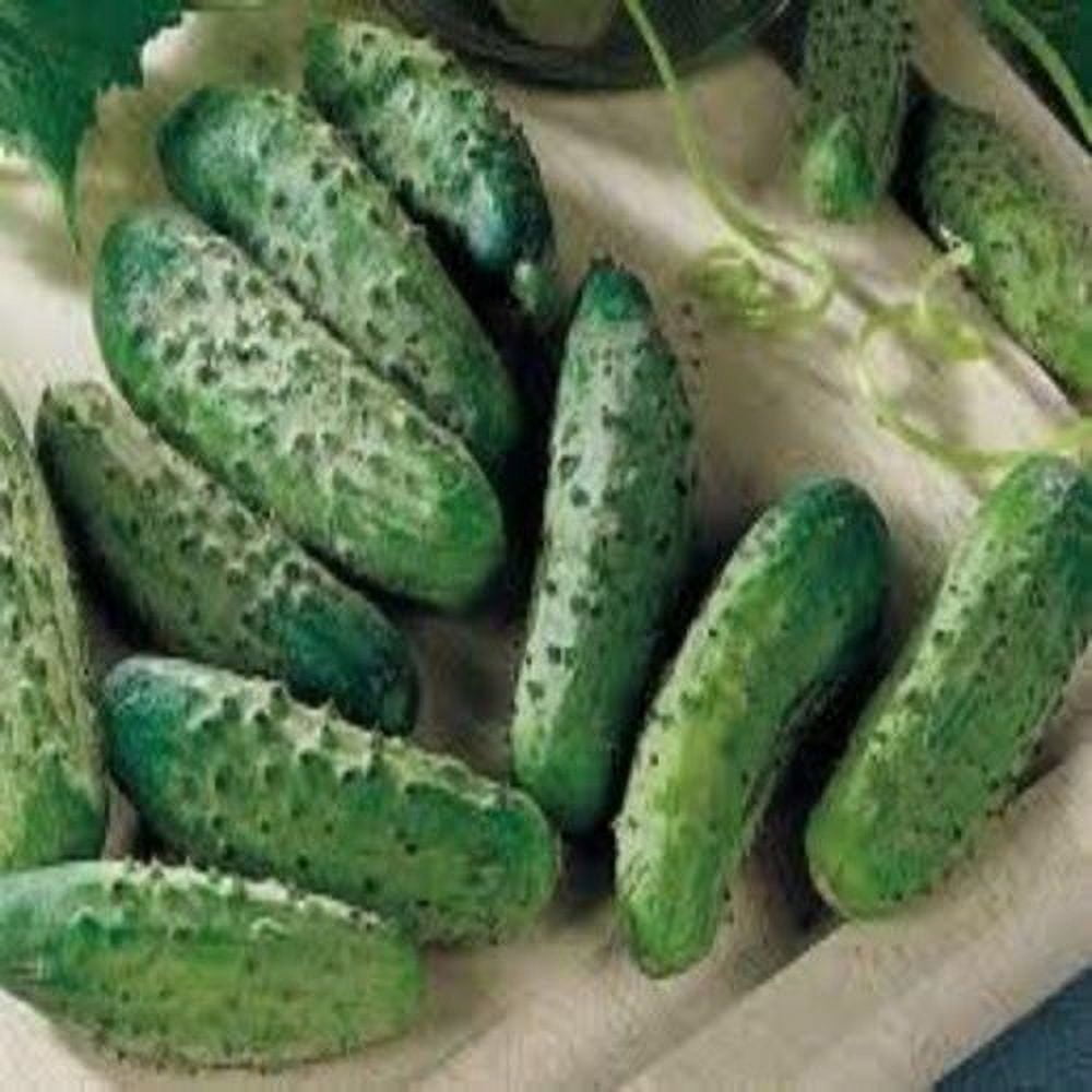 Seed Kingdom 200 National Pickling Cucumber Plant Seeds, Heirloom ...