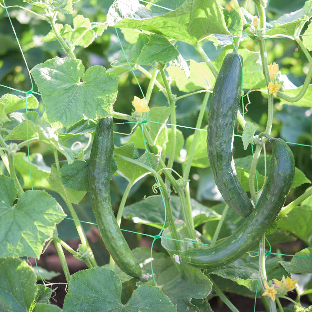 Cucumber Plant in Pot, 4 to 6 Inch Tall Live Starter Plant, Heirloom ...