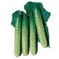 Kitazawa Seed Company's Asia Eun Cheon Hybrid Cucumber Seeds - F1 Non ...