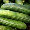 Beit Alpha CMR/MMR Cucumber Garden Seeds - 1 Lb - Non-GMO Vegetable ...