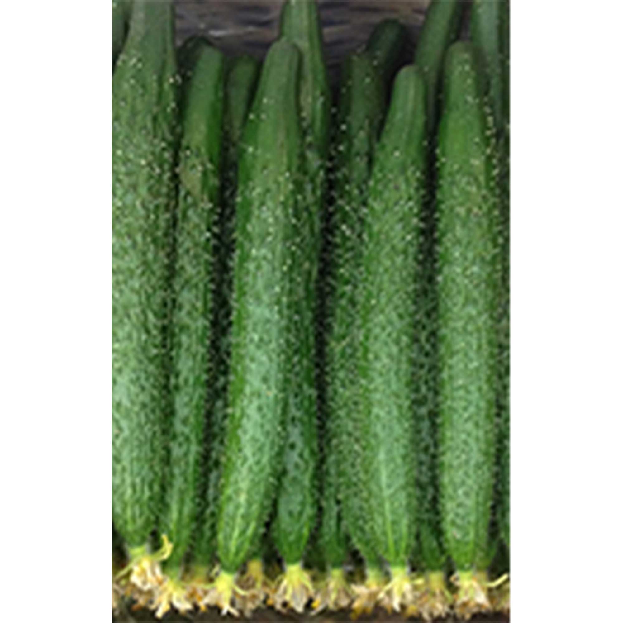 Garden Bush Slicer F1 Hybrid Cucumber Seeds - 3 g Packet ~100 Seeds ...