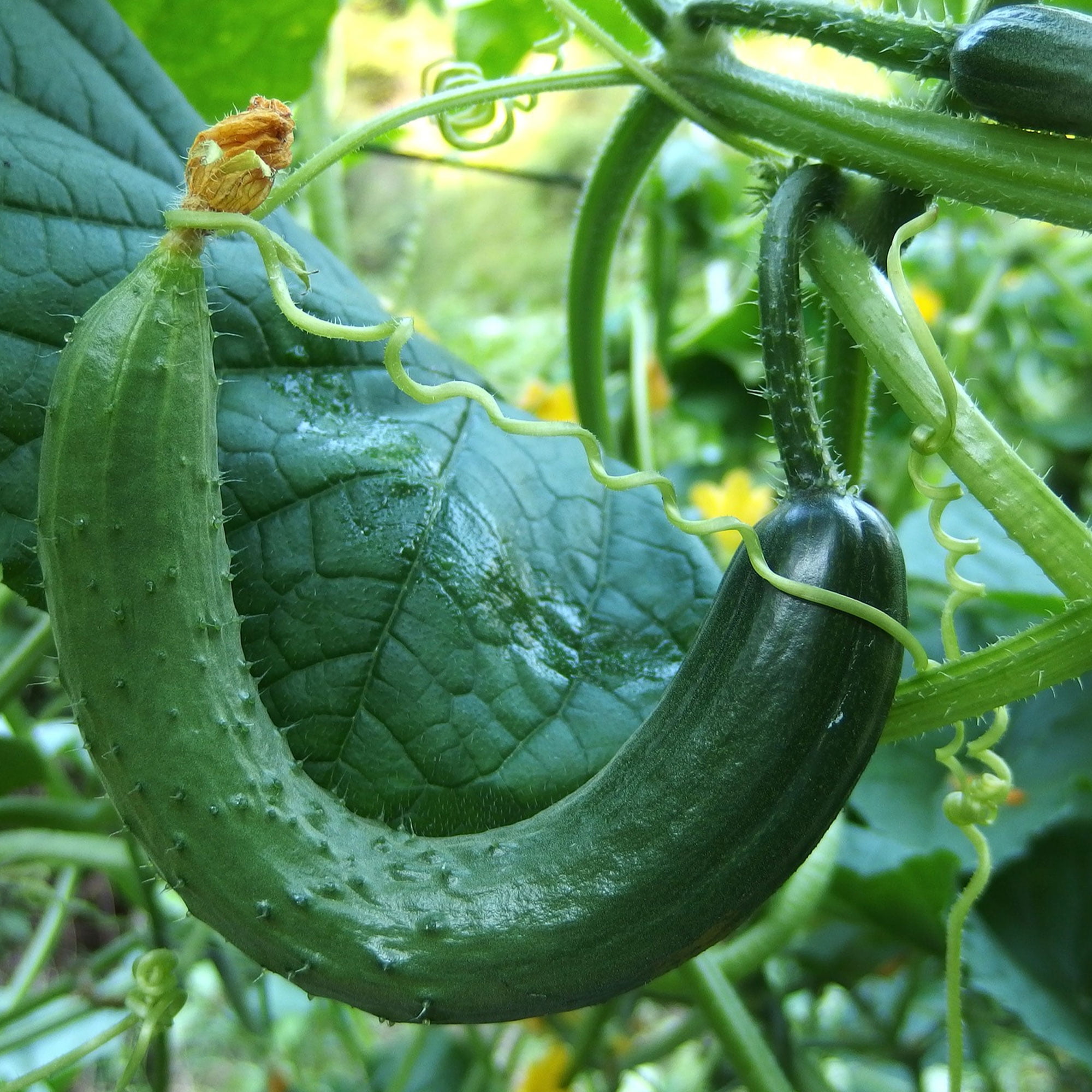 Cucumber Seeds - Chinese Snake Curved - 3 g Packet ~ 90 Seeds - Cucumis ...