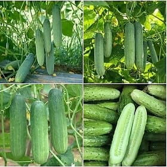 Cucumber Seeds - FEV6 Vietnamese Cucumber Original dưa nếp dua chuot ...