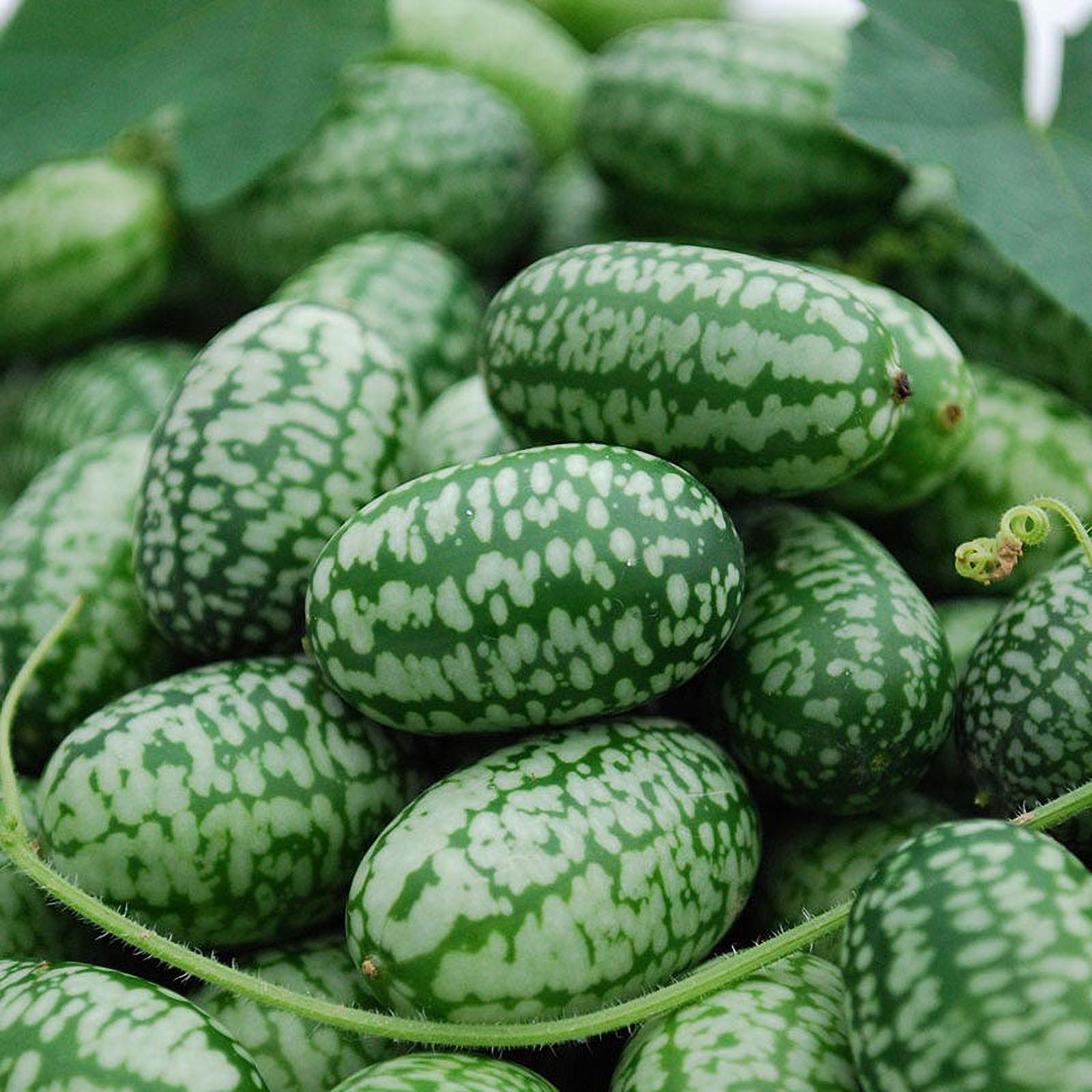 Cucumber Seeds - Mexican Sour Gherkin - Packet - Vegetable Seeds ...
