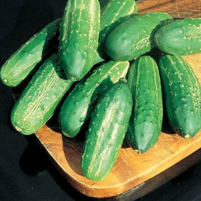 Cucumber Seeds - Regal Untreated Non-GMO Variety Cucumber Seeds - Non ...