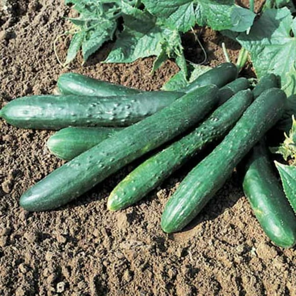 Parthenocarpic Cucumber Seeds