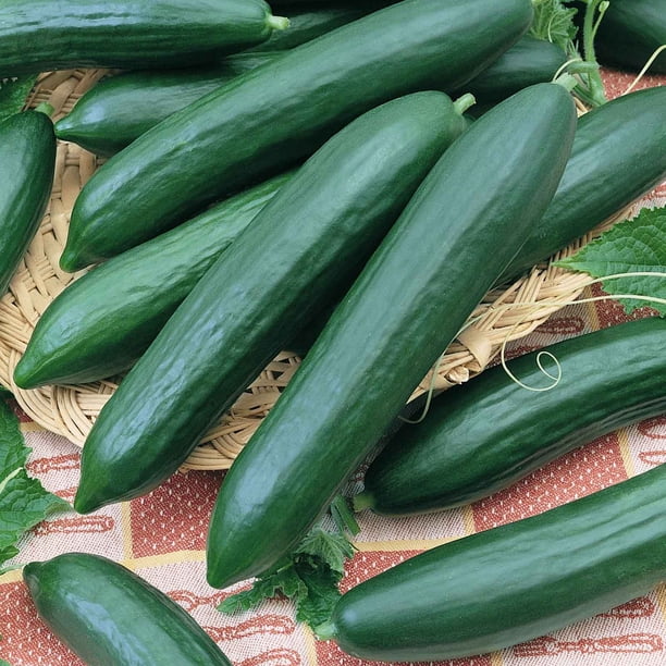 Cucumber Seeds - Tendergreen Burpless - Packet - Vegetable Seeds ...