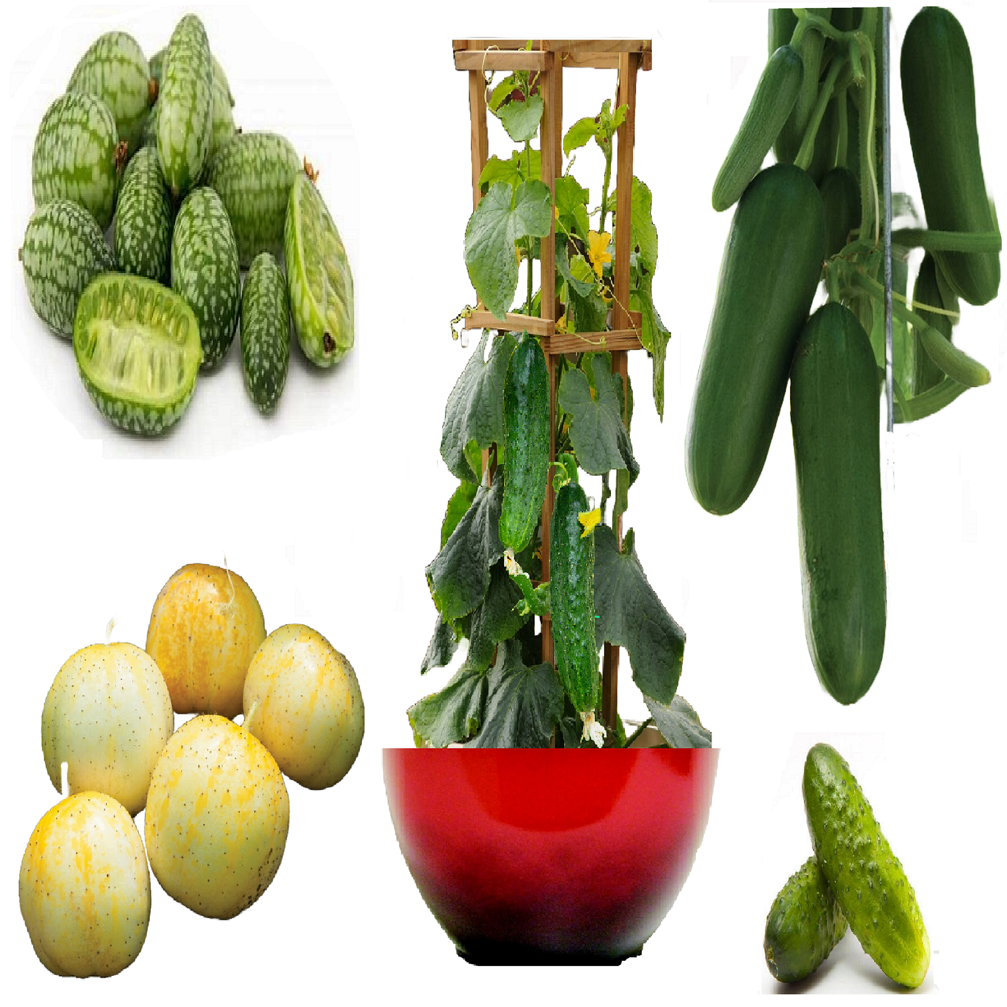 Cucumber Seeds Variety Pack – 5 Heirloom Non-GMO Varieties for Planting ...