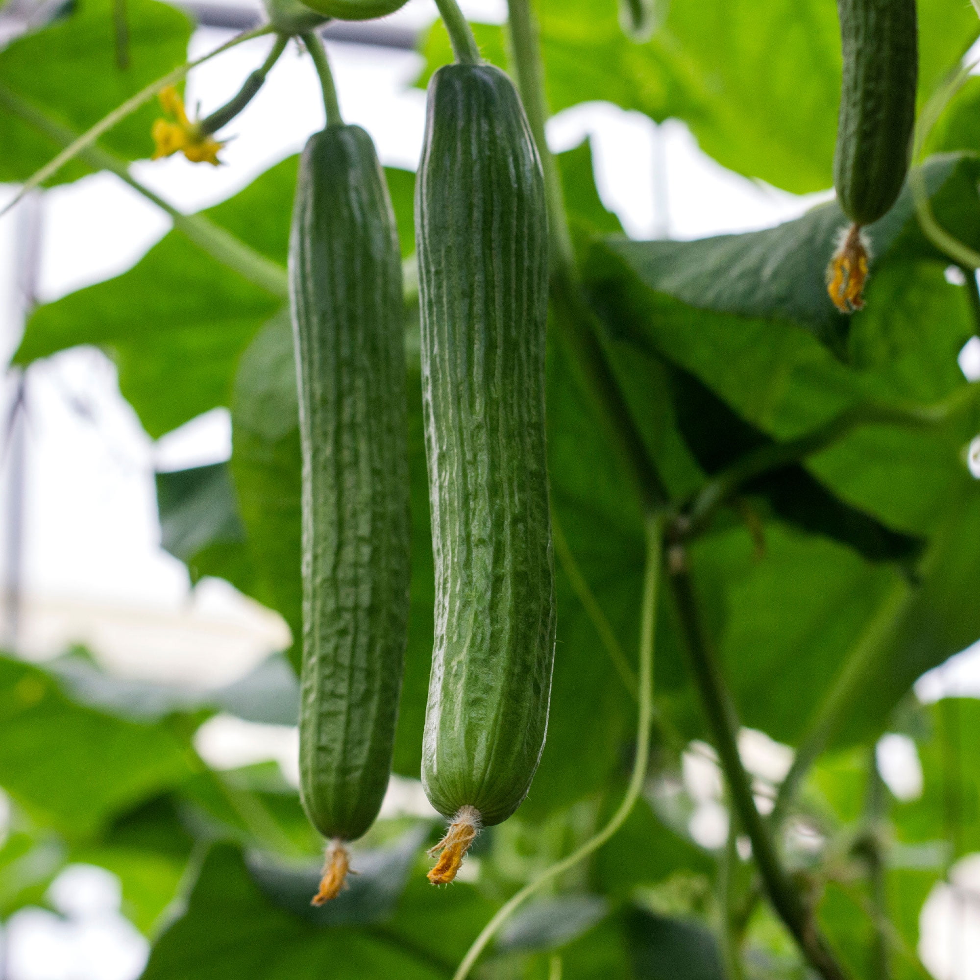 Kitazawa Seed Company, Yamato Sanjaku Cucumber Seeds, Heirloom Variety ...