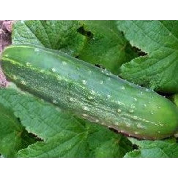 Cucumber Seeds in Seed Gardening - Walmart.com