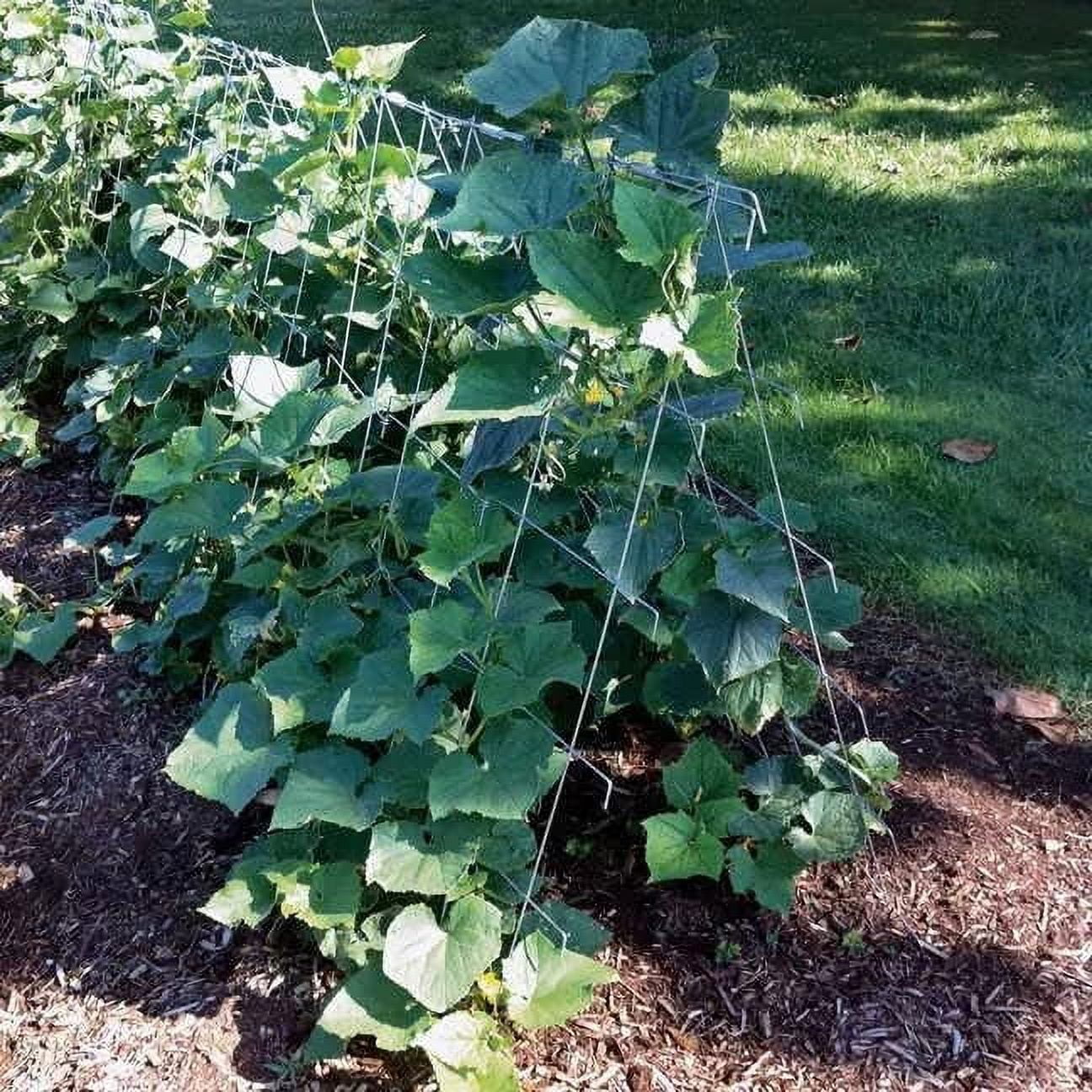 Cucumber Trellis Plant Support Cage - Walmart.com