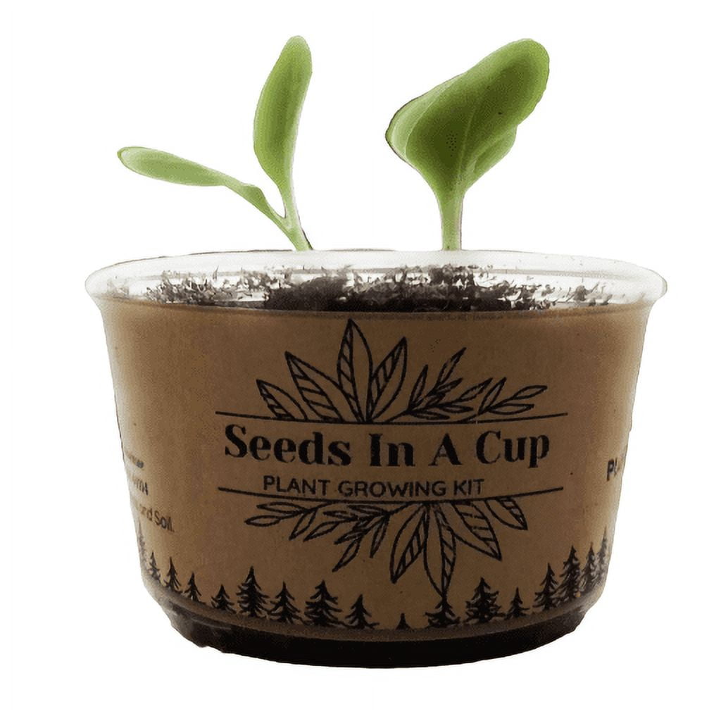Cucumber | Vegetable Seed | Plant Starter Grow Kit| Seeds In A Cup ...
