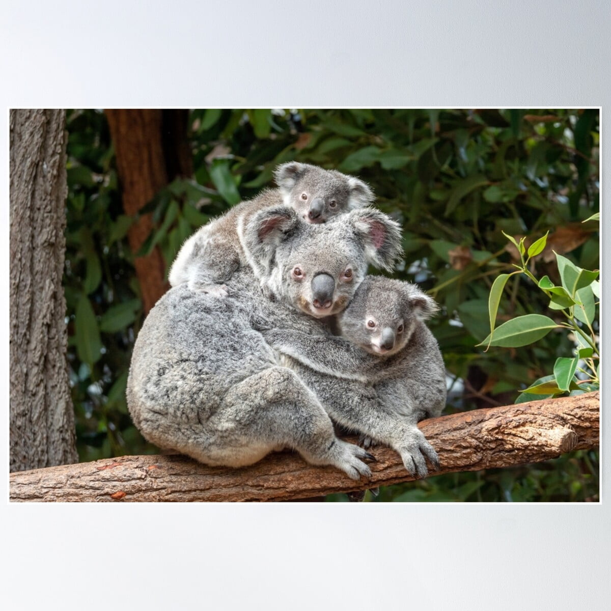 Cuddling Koalas, Cute As Can Be Poster Wall Art, Modern Wall Decor For ...