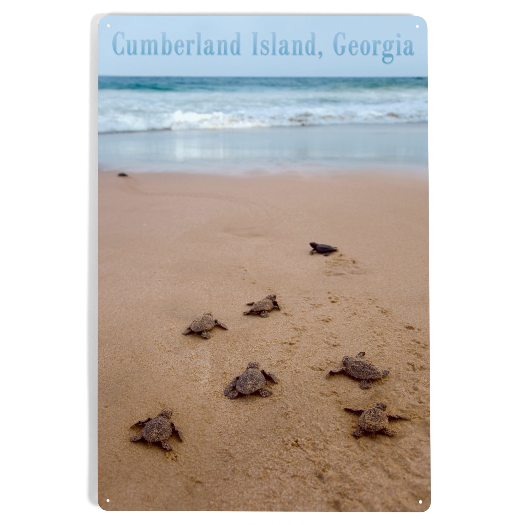 Cumberland Island, Georgia, Sea Turtles Hatching (12x18 Aluminum Art ...