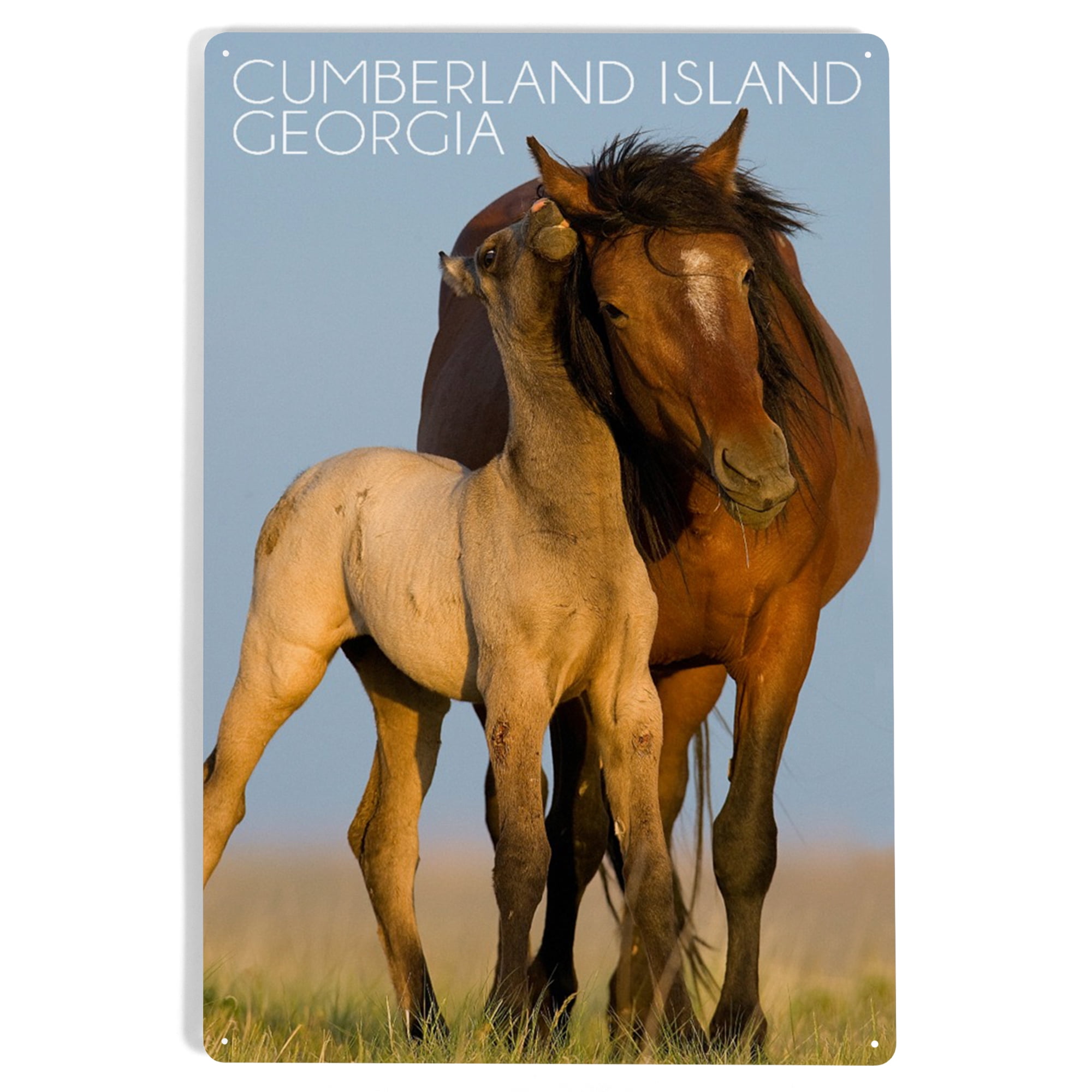 Cumberland Island, Georgia, Wild Horse and Young (12x18 Aluminum Art ...