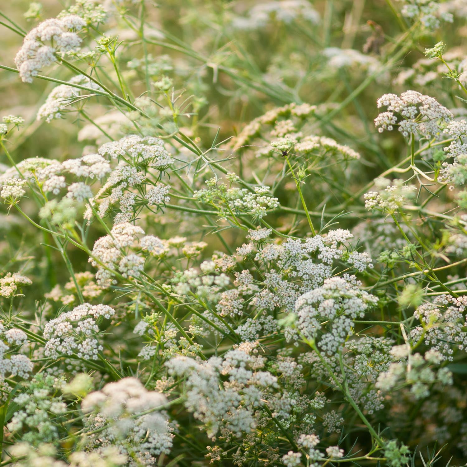 Cumin Seed - Cuminum Cyminum Herb Seeds - 2000 Seeds - Walmart.com