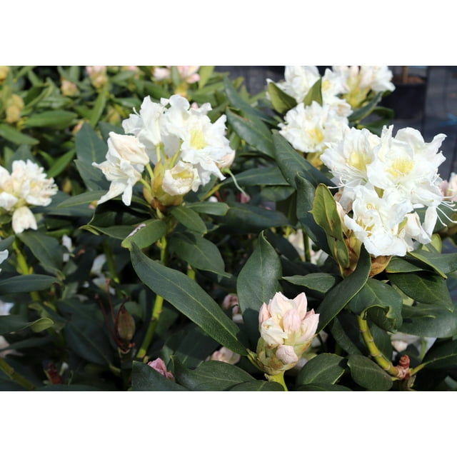 Cunningham's White Rhododendron - 4" Pot - Walmart.com