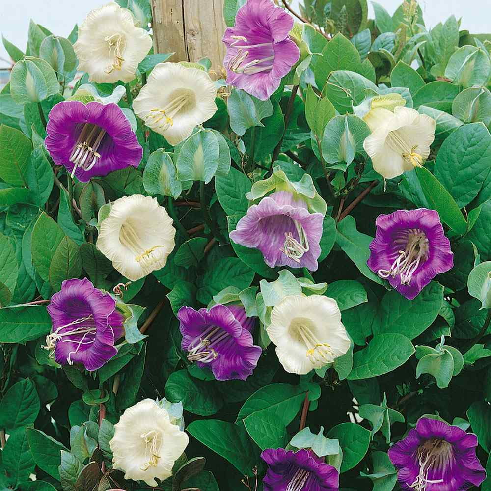 Cup & Saucer Vine Cobaea Scandens Vine Seed Mix - 200 Seeds - Walmart.com