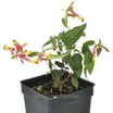 Cuphea Llavea Bat-faced Red Cuphea - 3" Pot Size - Perennial Flowers ...